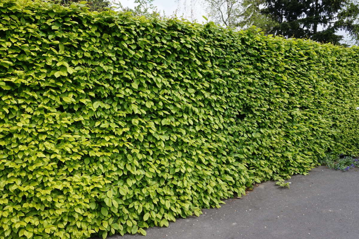Zo maak je je tuin groener (en koeler) | Energieloketten.nl